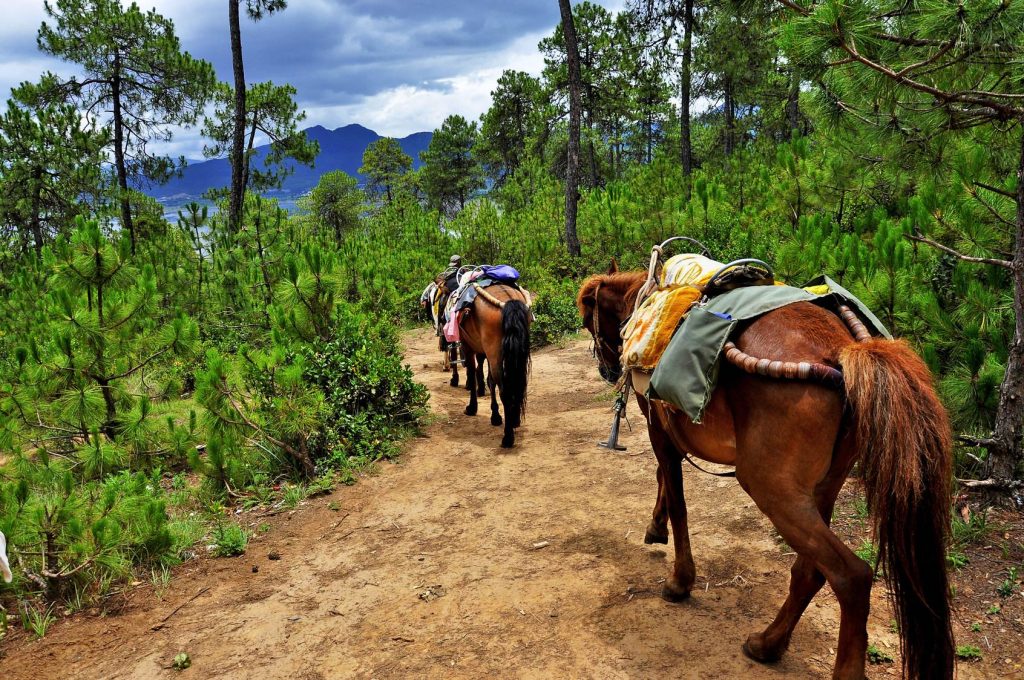 Age-Old Tea-Horse Path – Umi Tea Sets