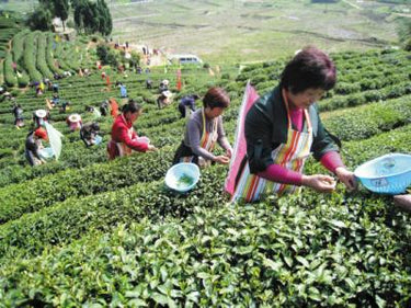In-Depth Analysis Of The Yiwu Tea Region - 100 Years Of Yiwu Mountain ...