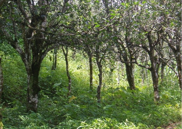 Tea Tree – Umi Tea Sets