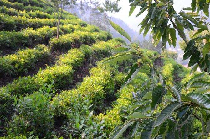 Varieties of Tea Trees and Types of Tea – Umi Tea Sets